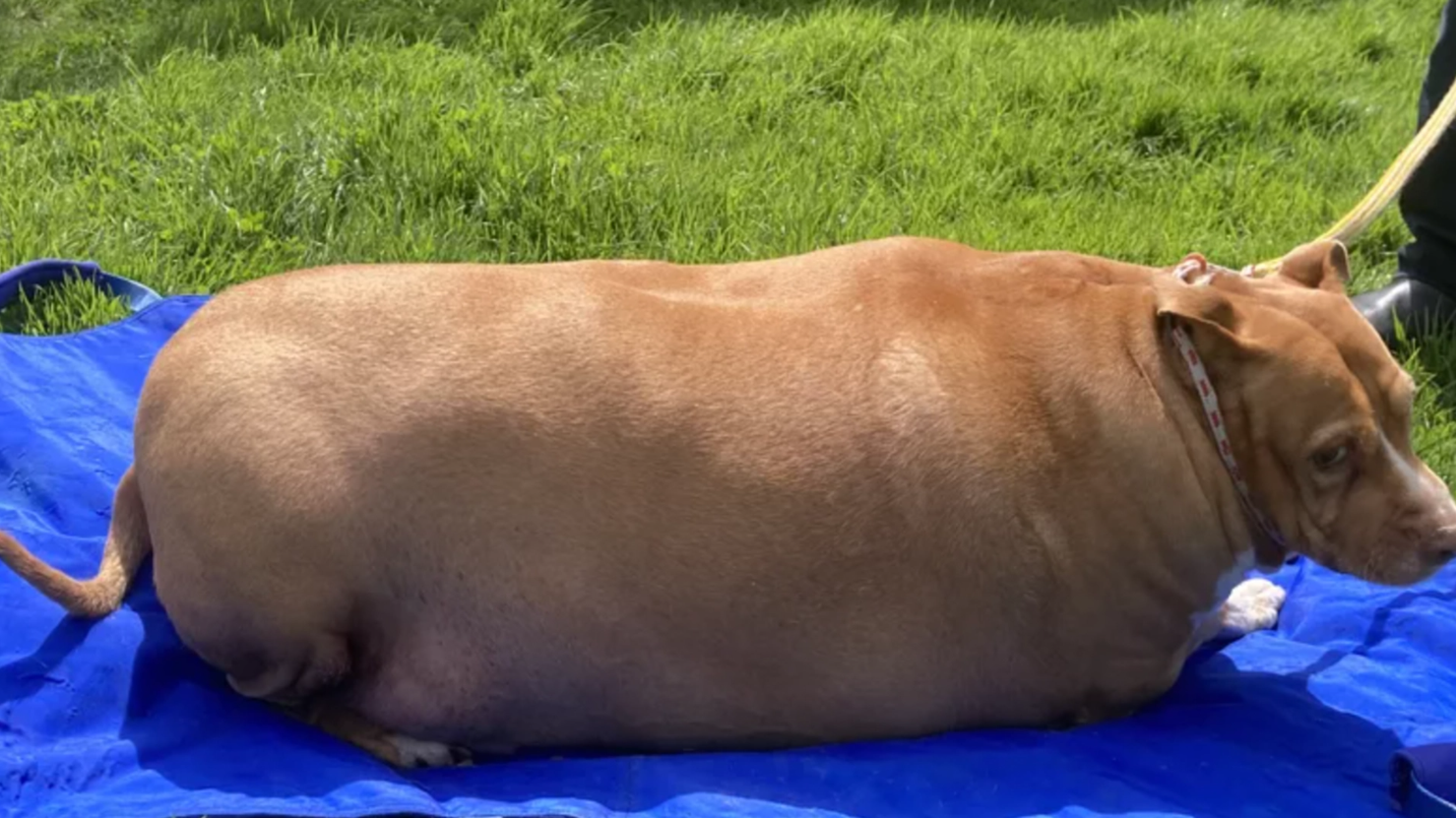 Hund Nuggi wog 54 Kilo vor seinem Tod: So lautet das Urteil wegen ...